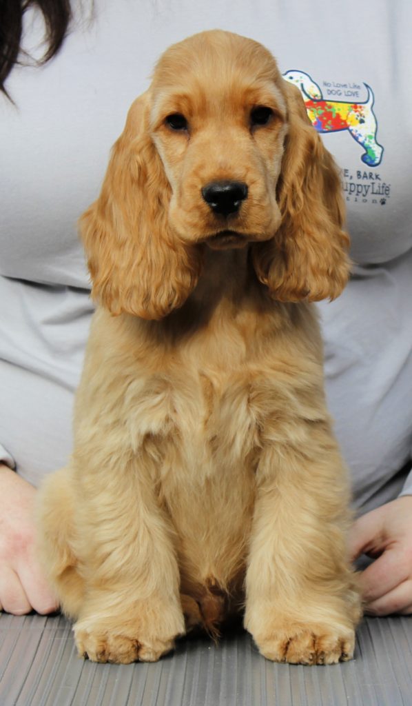 Marco – Brandilyn English Cockers, Ocala, FL