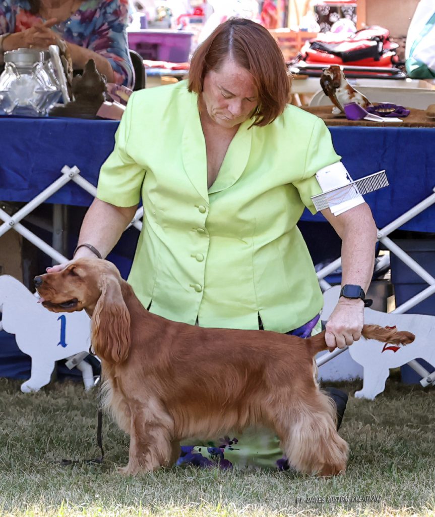 Rocco – Brandilyn English Cockers