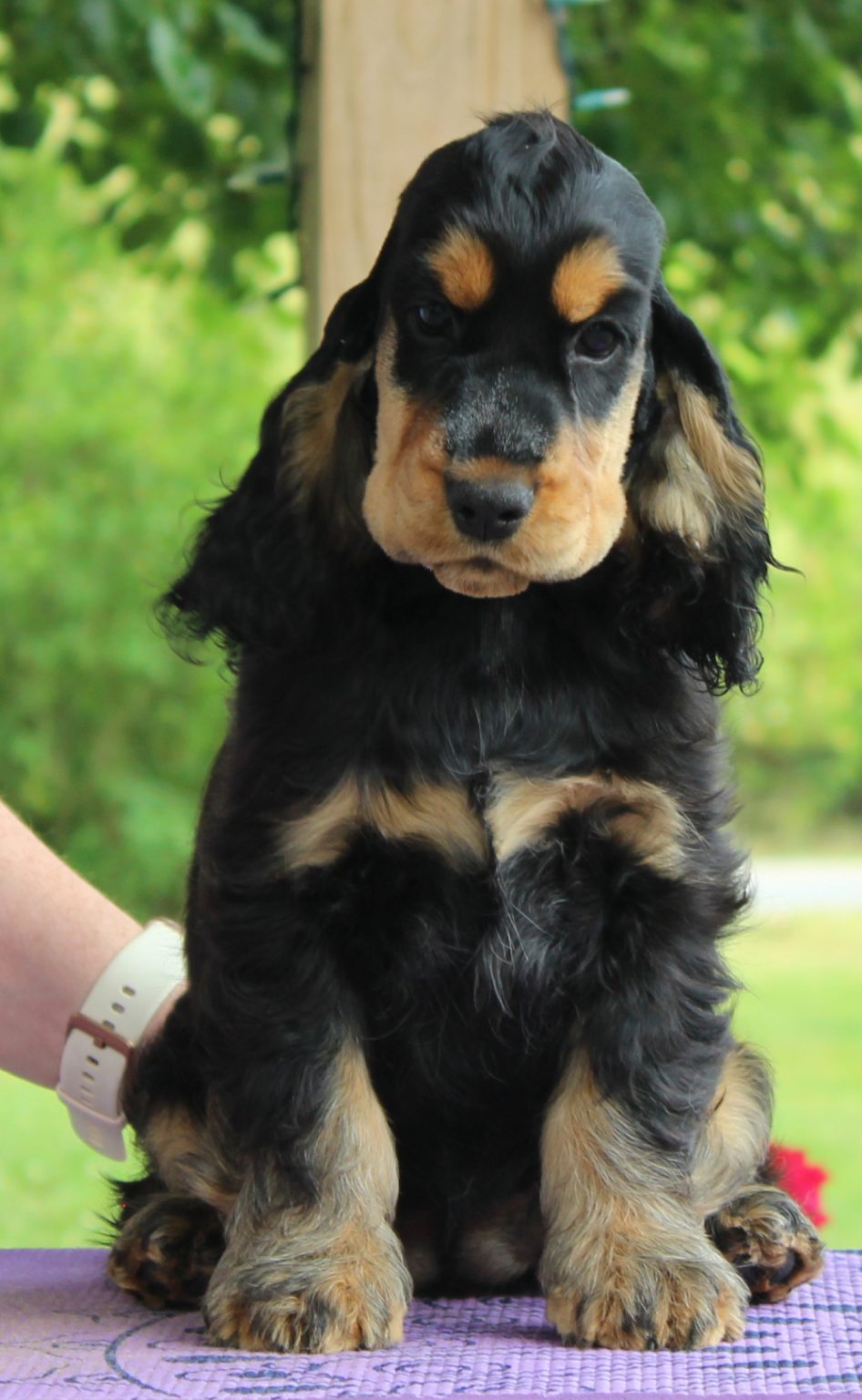 Current & Upcoming Litters – Brandilyn English Cockers, Ocala, FL