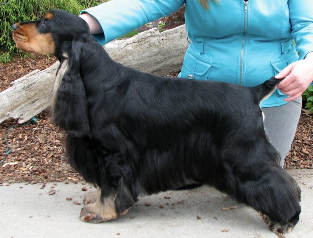 Tanner – Brandilyn English Cockers, Ocala, FL