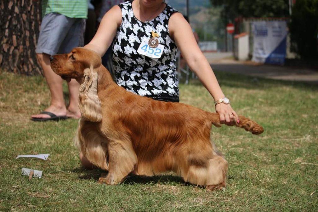 Marco – Brandilyn English Cockers, Ocala, FL